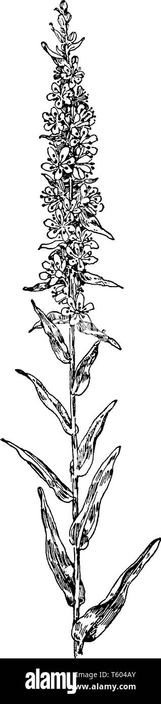 Flowering spikes Stock Vector Images - Alamy