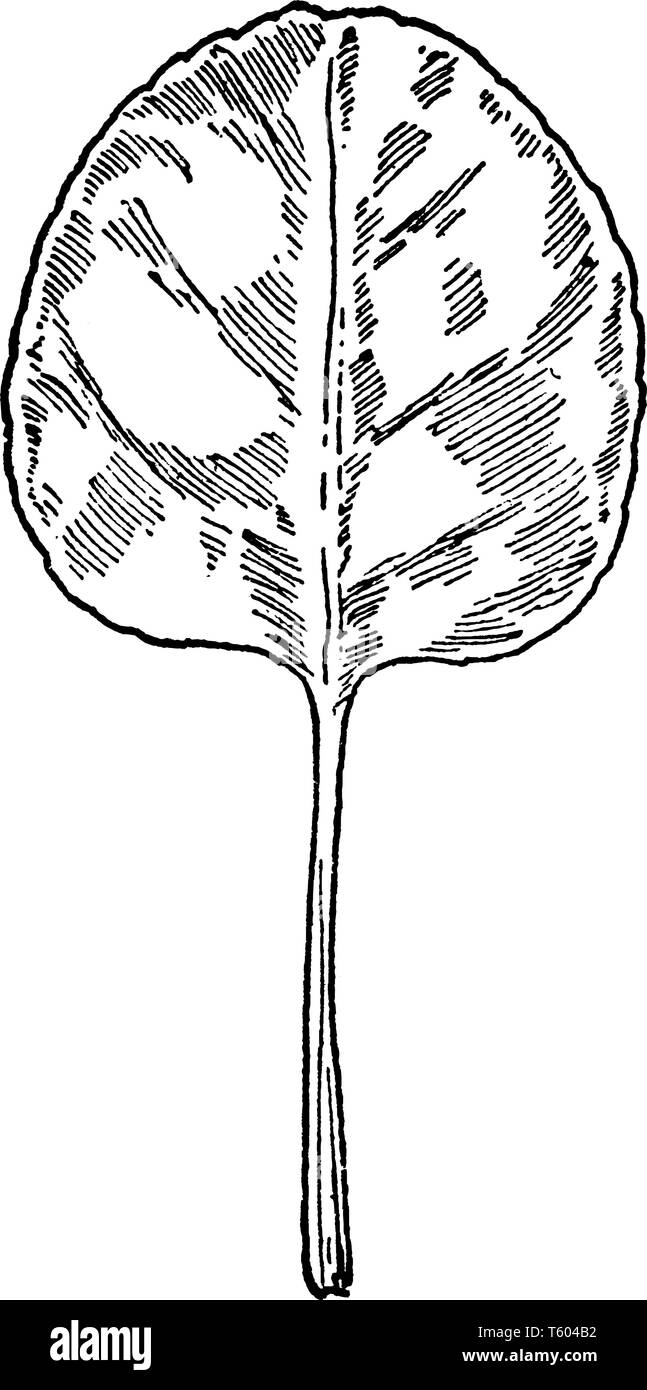 Rounded plant Black and White Stock Photos & Images - Alamy