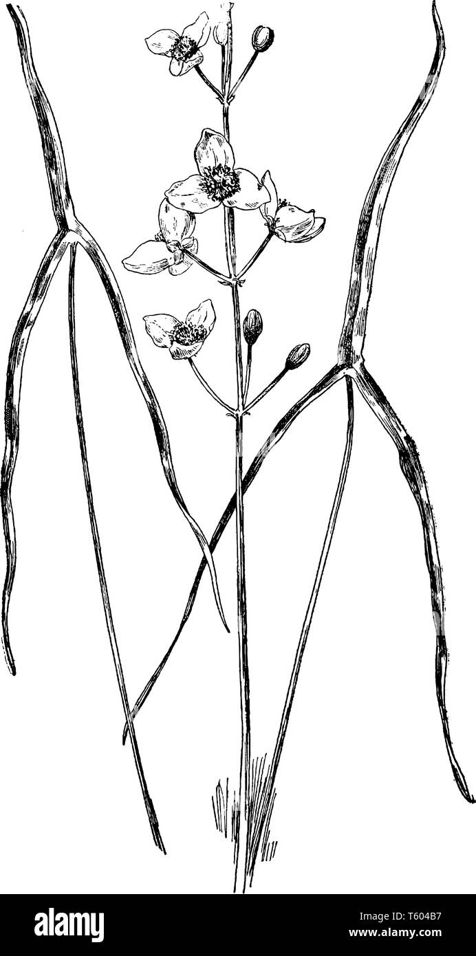 Flower buds leaves in Black and White Stock Photos & Images - Alamy