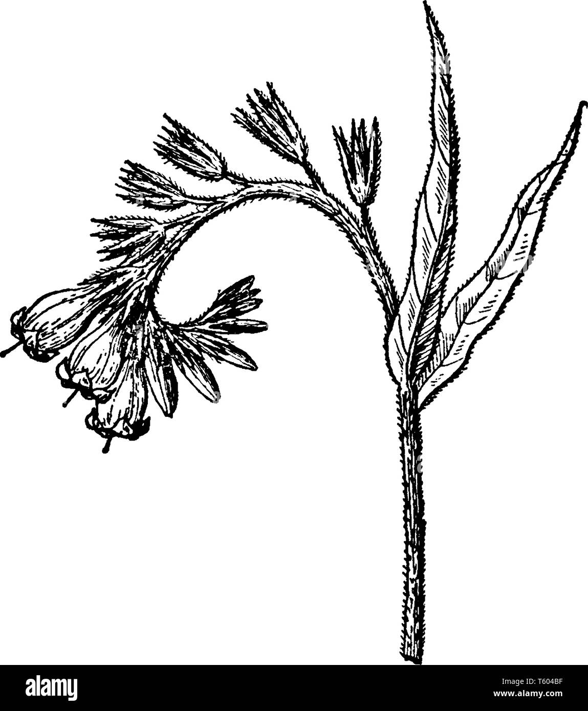 Comfrey symphytum officinale Stock Vector Images - Alamy