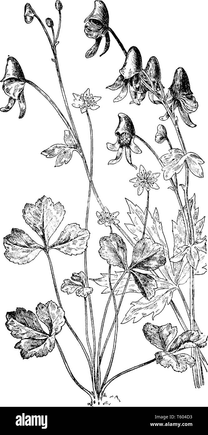 These herbaceous perennial plants are belonging to the family ...