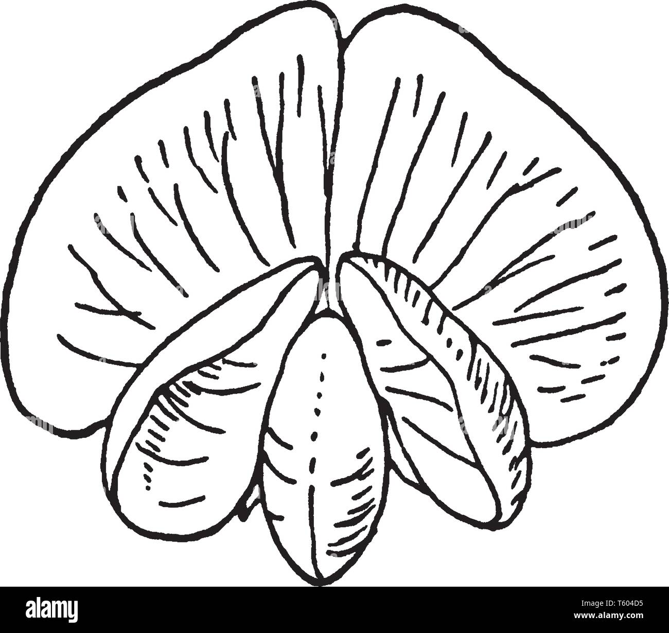 Easy seeds Black and White Stock Photos & Images - Alamy