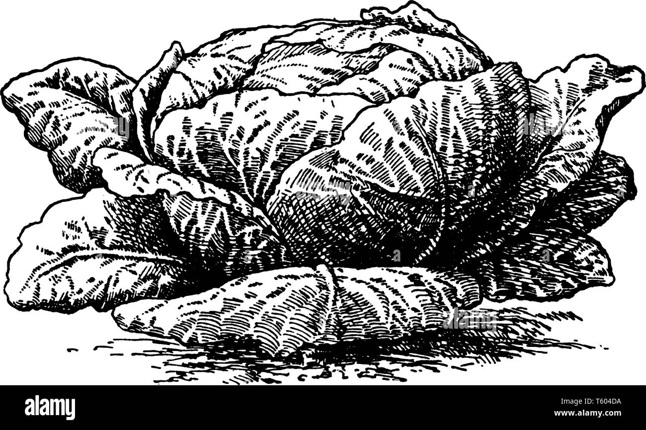 Vintage Cabbage Drawing