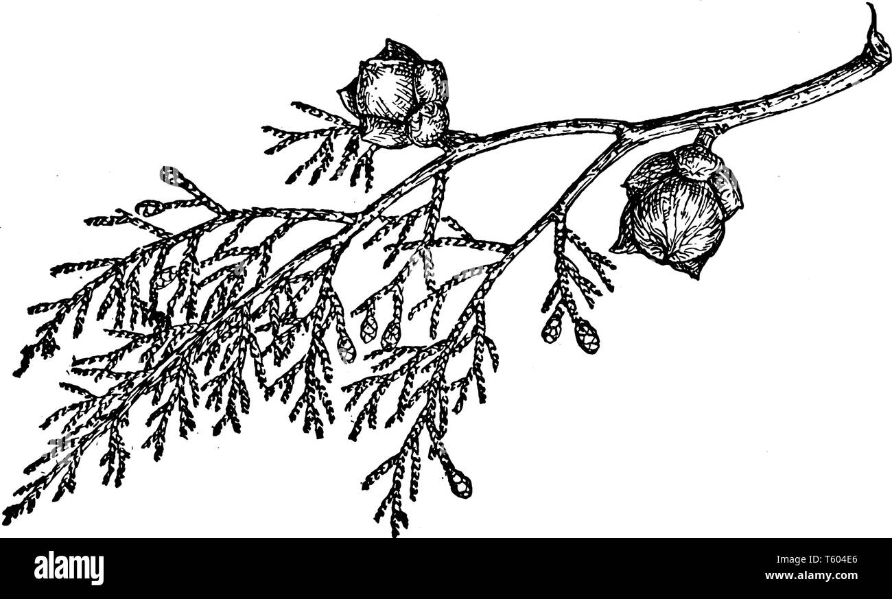 This picture showing branch of Shasta Cypress, the leaves are very ...