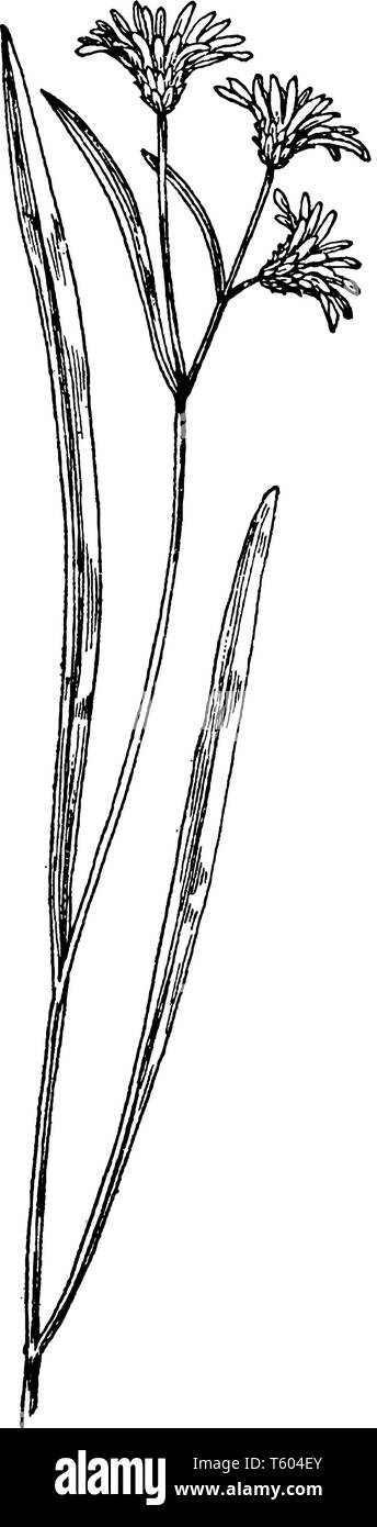 Stretched branches Stock Vector Images - Alamy