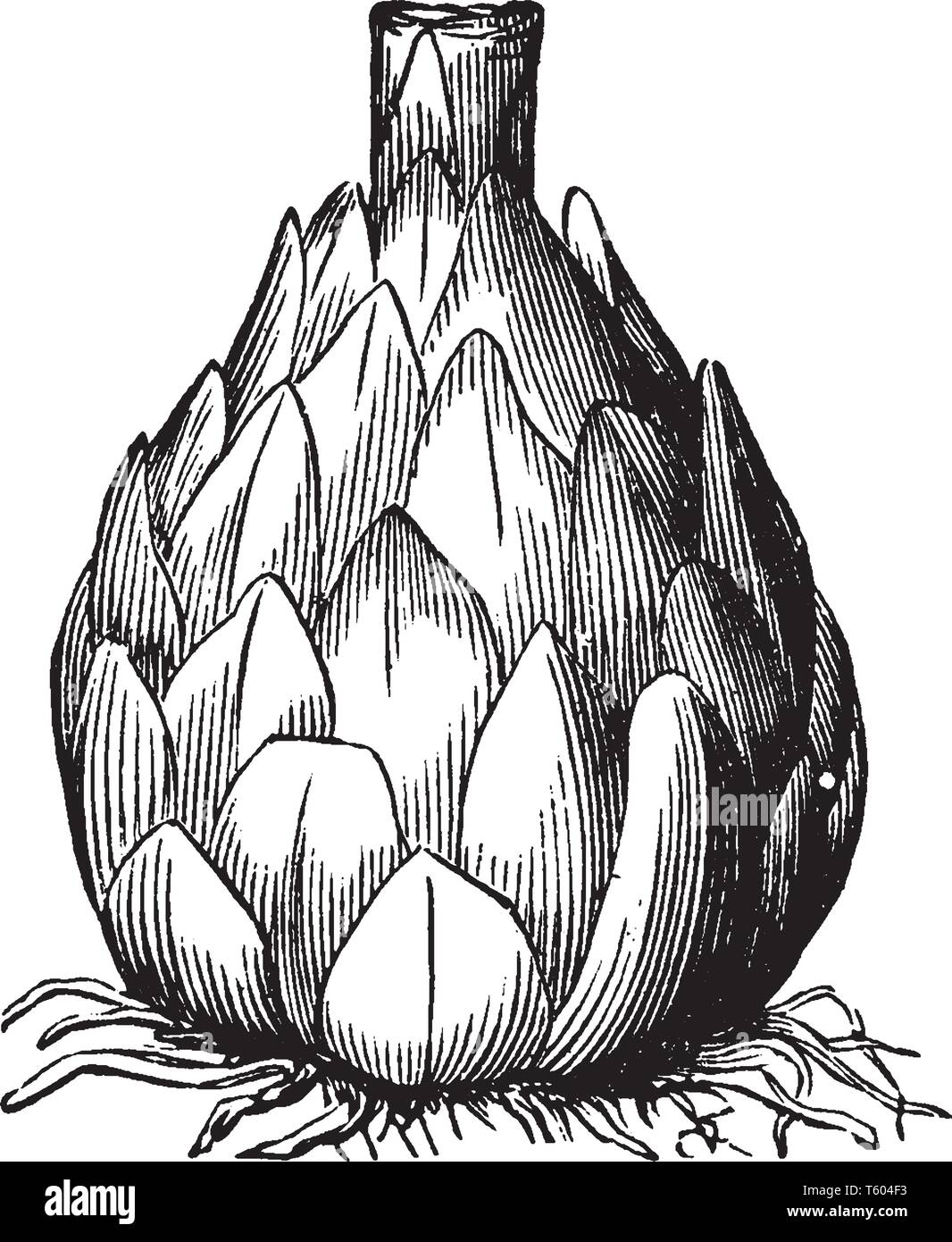 Lilies bulb Stock Vector Images - Alamy