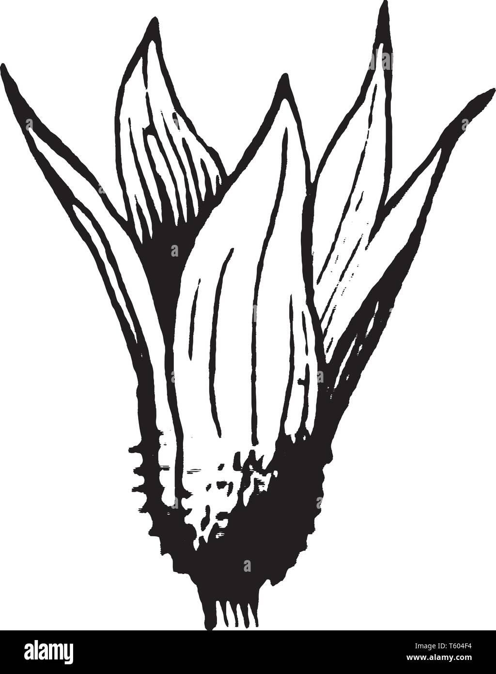 The Calyx Is Usually Small Leaf Like Sepals These Sepals Protect The Inner Parts Of The Flower