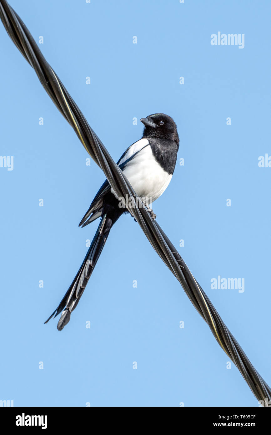 Magpie in spring sitting on a wire Stock Photo - Alamy