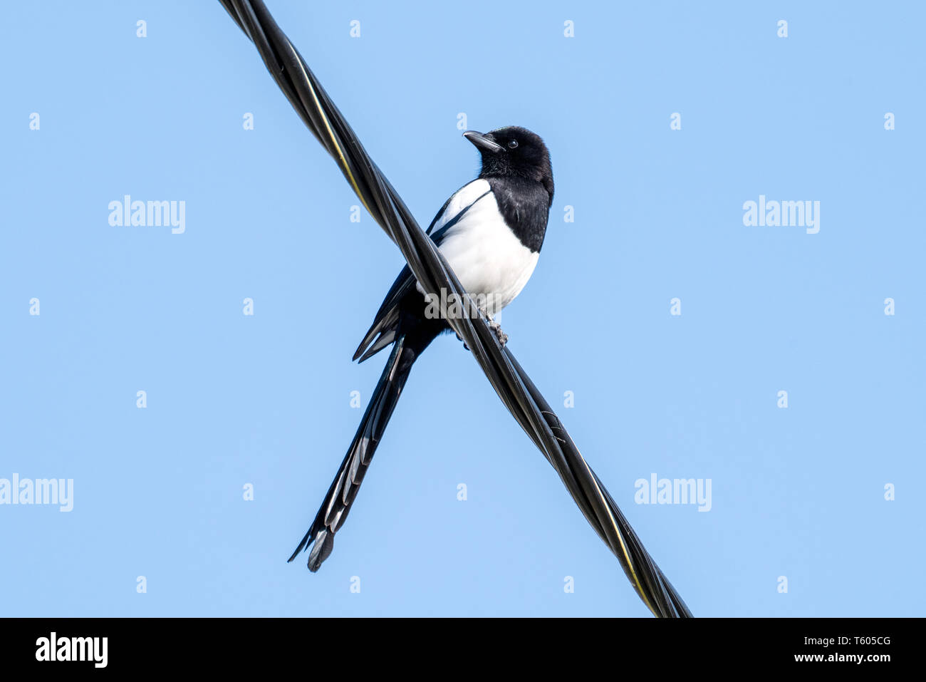 Magpie in spring sitting on a wire Stock Photo - Alamy