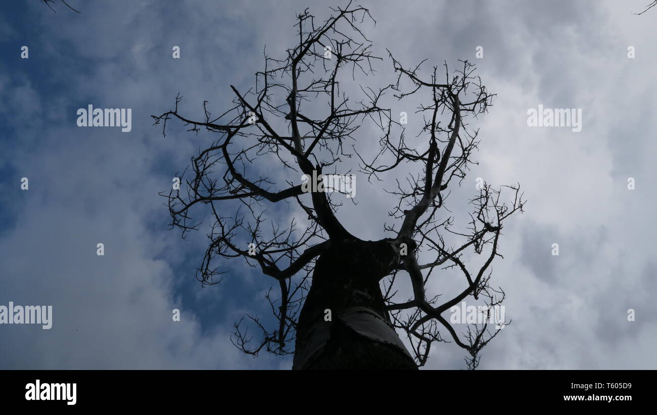 Deth Tree, Global Warming Concept Stock Photo - Alamy