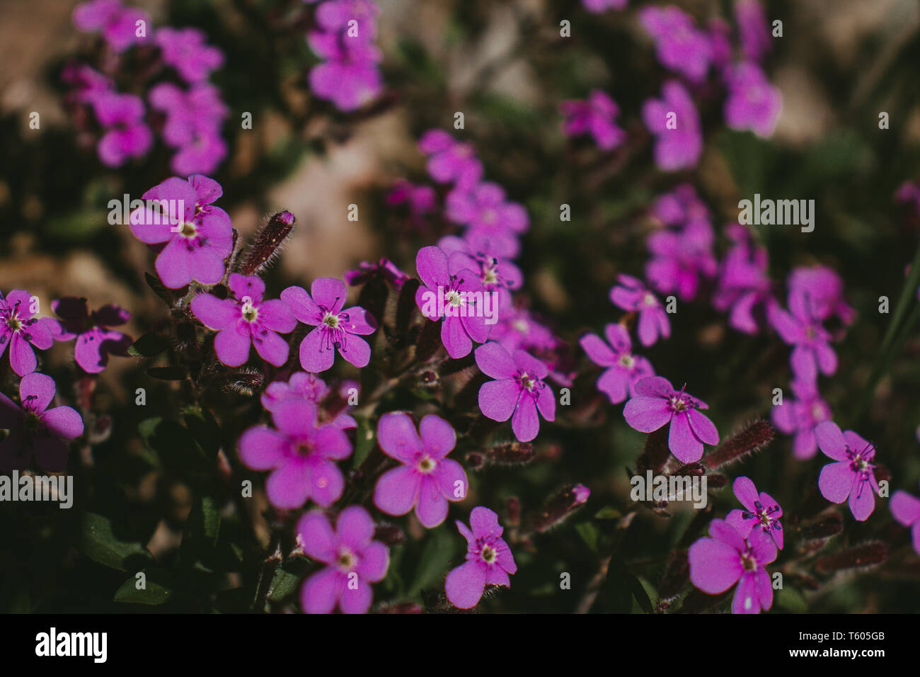 Group of little pink flowers Stock Photo - Alamy
