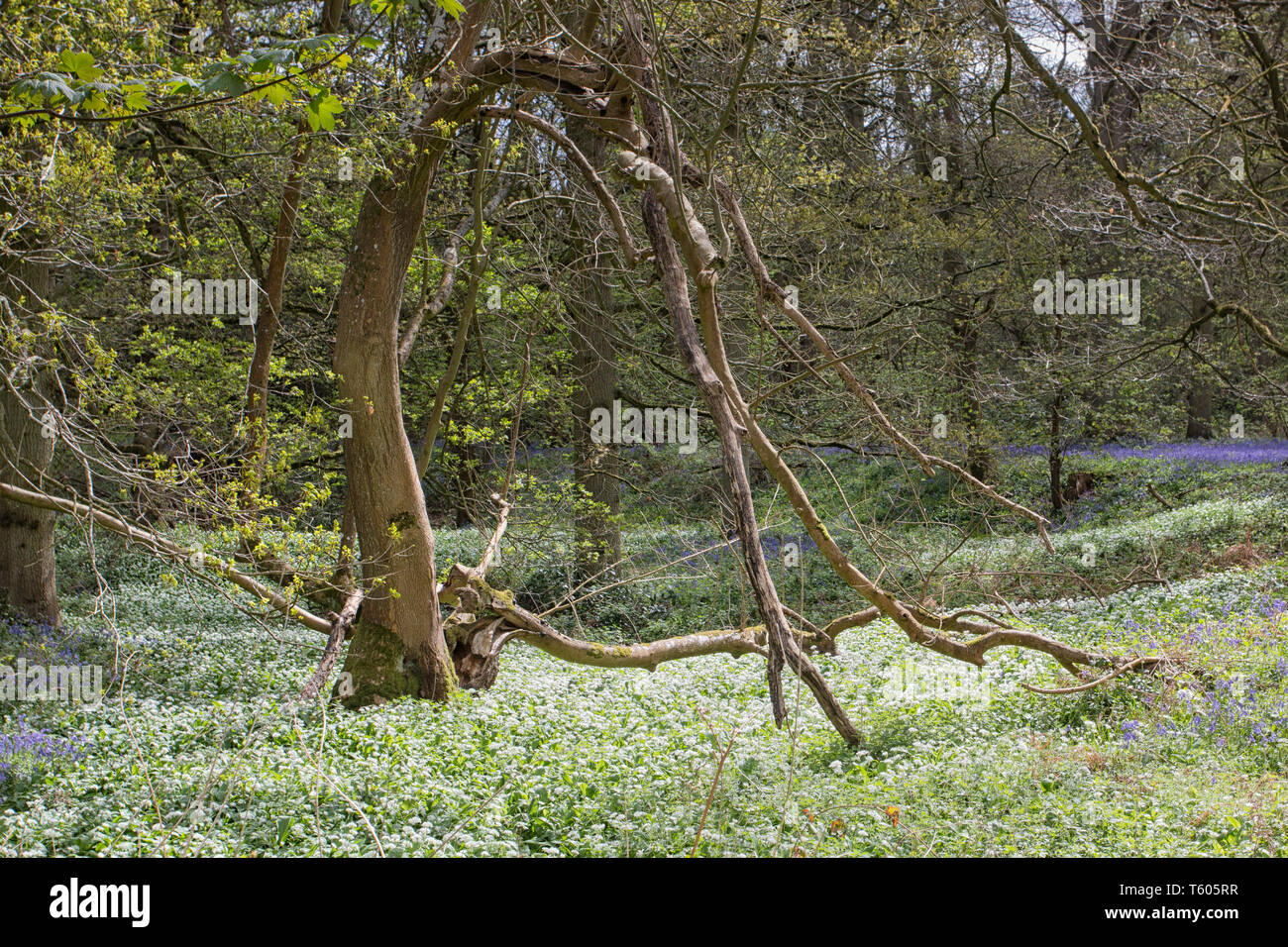 Wild garlic in bloom in woodland setting Stock Photo - Alamy