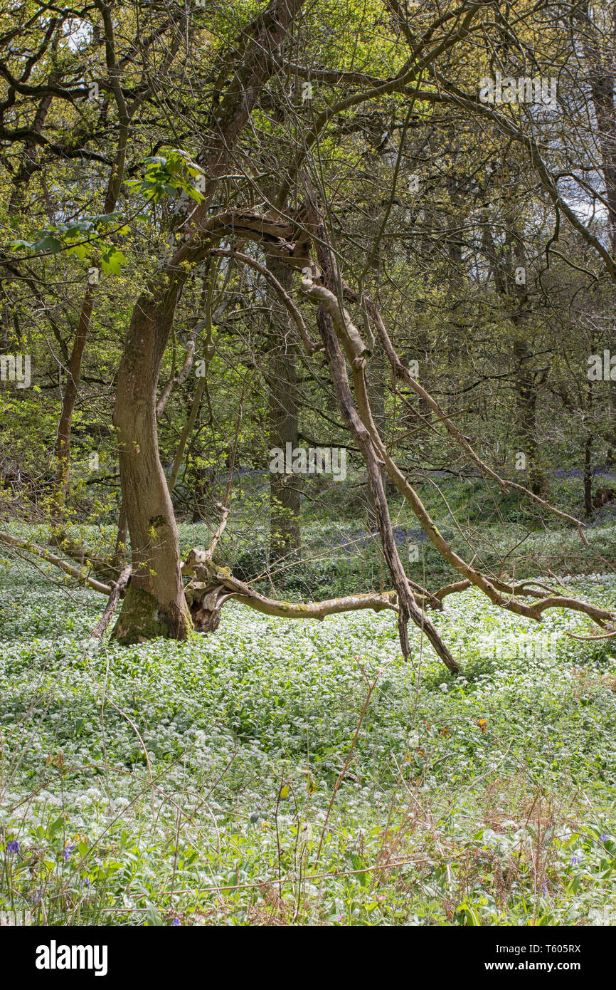Wild garlic in bloom in woodland setting Stock Photo - Alamy