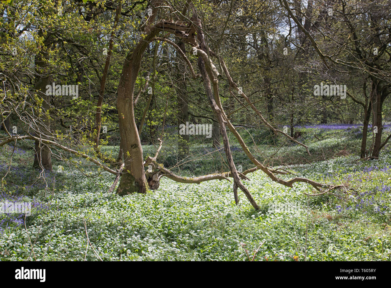 Wild garlic in bloom in woodland setting Stock Photo - Alamy