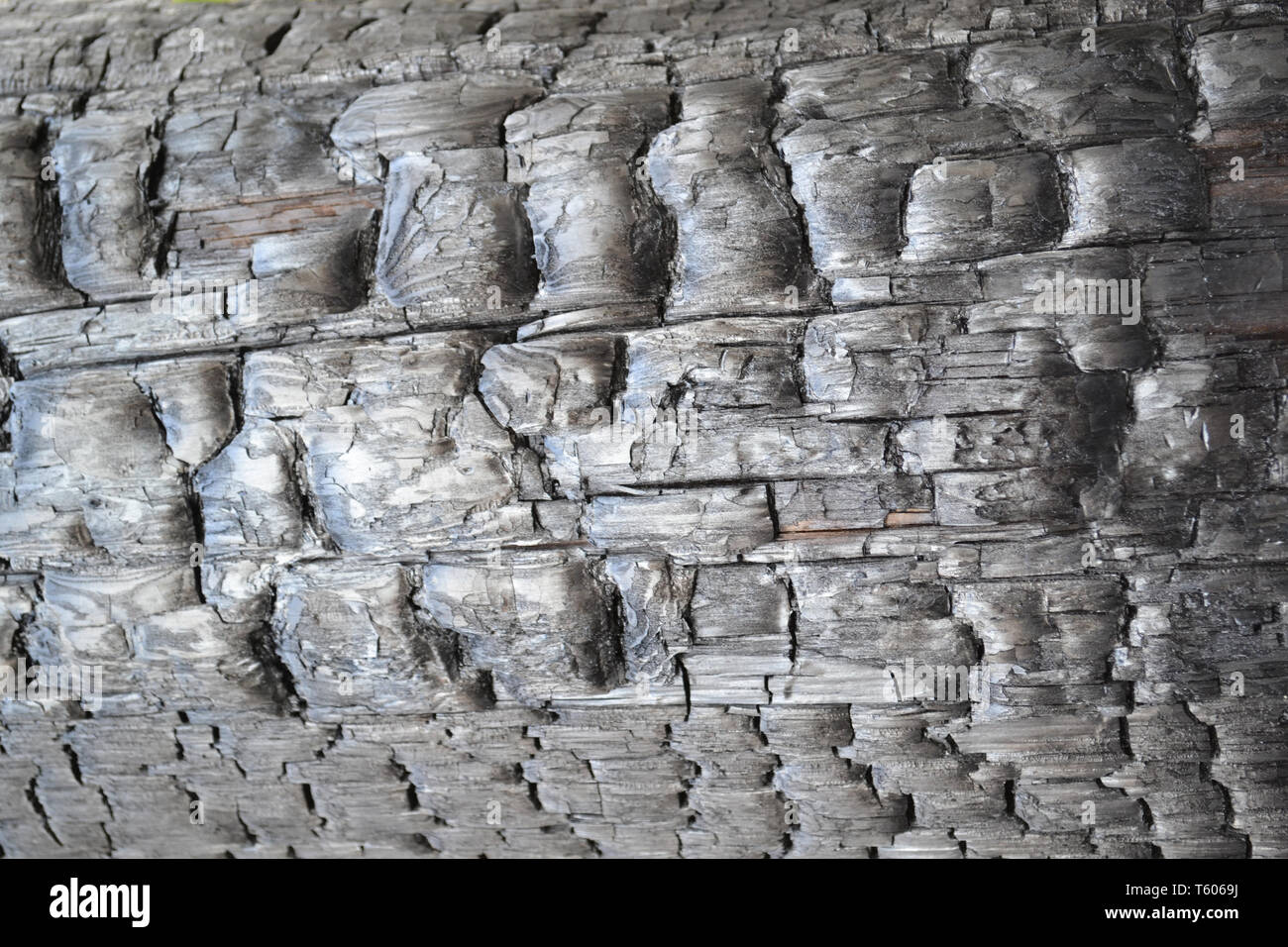 Close-up view to a burned wood after a forest fire as alarm against ...