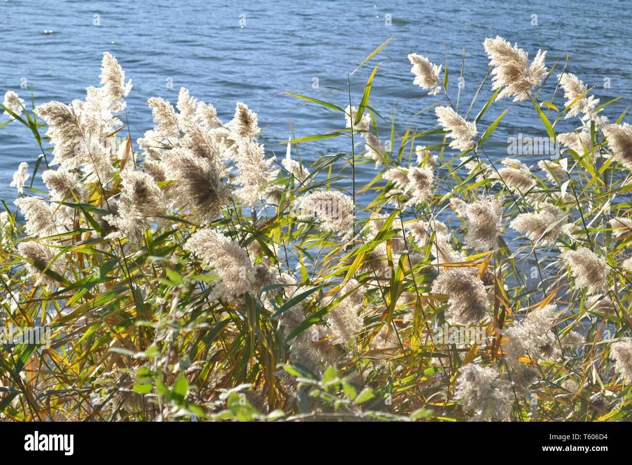 Common reed phragmites communis hi-res stock photography and images - Alamy