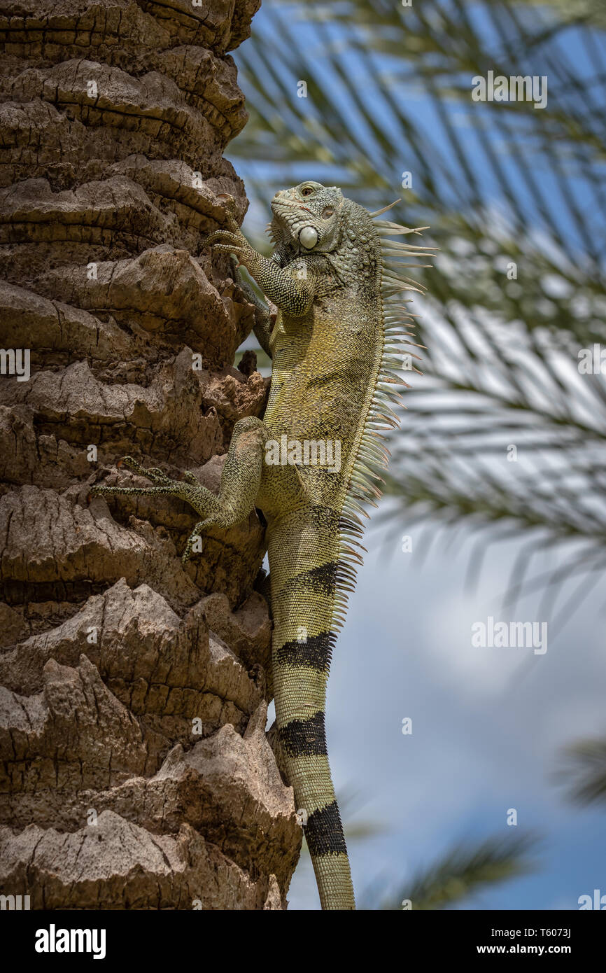 Green iguana climbing tree iguana hi-res stock photography and images ...