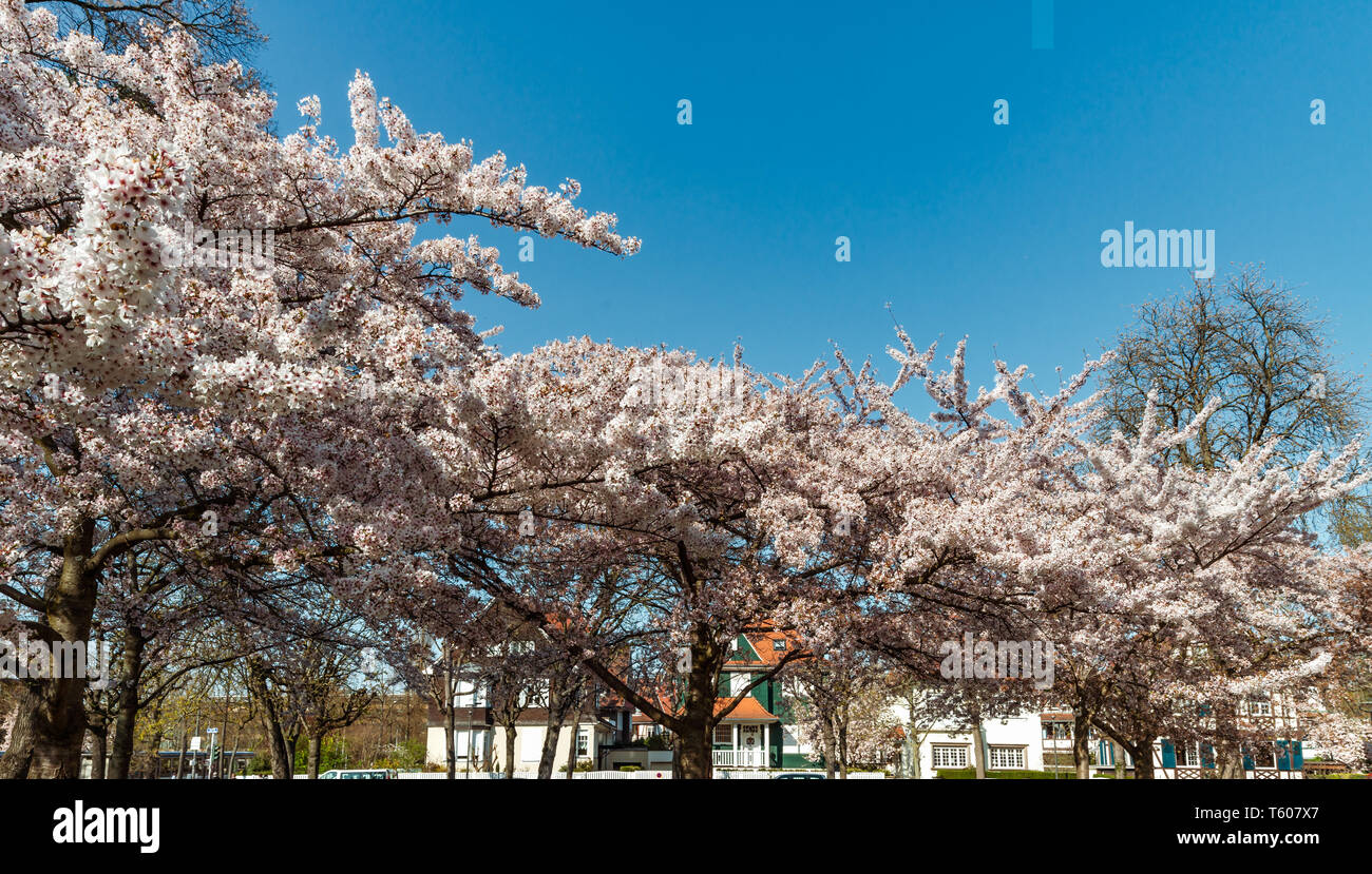 Pink sakura flowering in france hi-res stock photography and images - Alamy