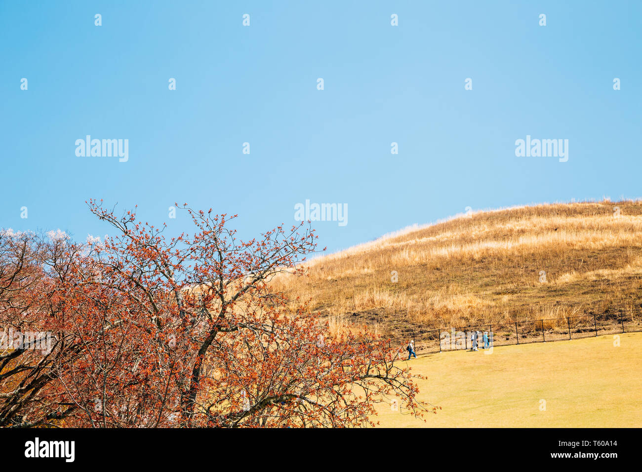 Wakakusa hi-res stock photography and images - Alamy