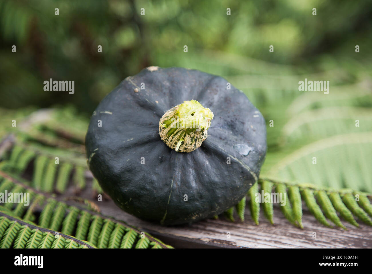 Close up, front on view of a homegrown, organic buttercup squash ...