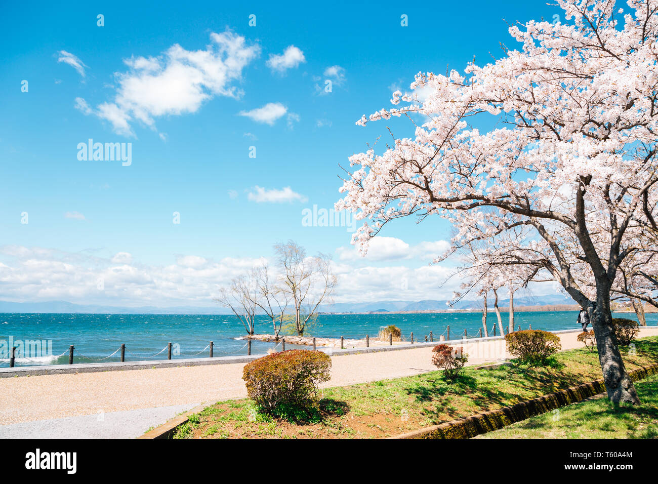 Lake Biwa with cherry blossoms in Shiga, Japan Stock Photo - Alamy