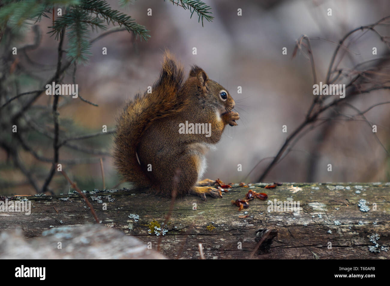 Red squirrel canada not eastern hi-res stock photography and images - Alamy