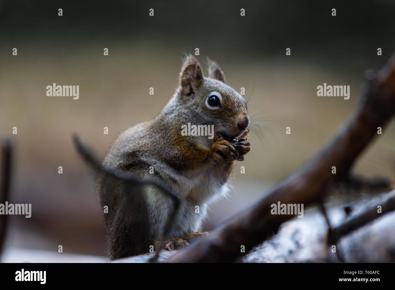 North american red squirrel hi-res stock photography and images - Alamy