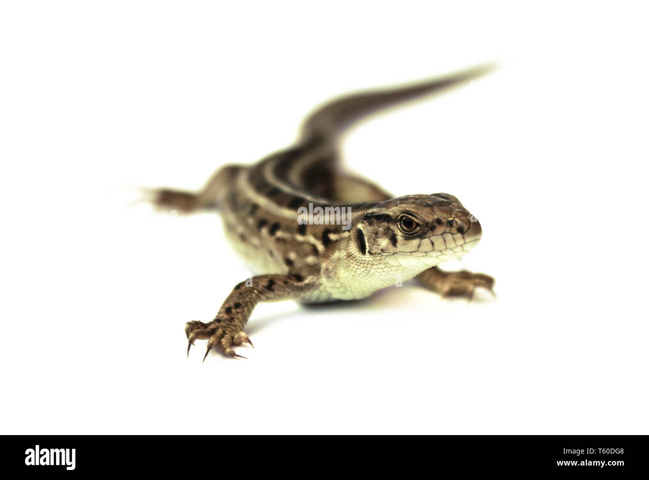 Grey lizard close-up isolated on white background Stock Photo - Alamy