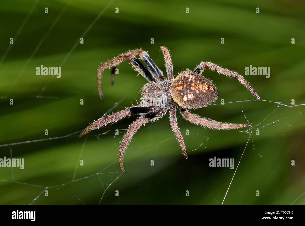 Arachnid body hi-res stock photography and images - Alamy