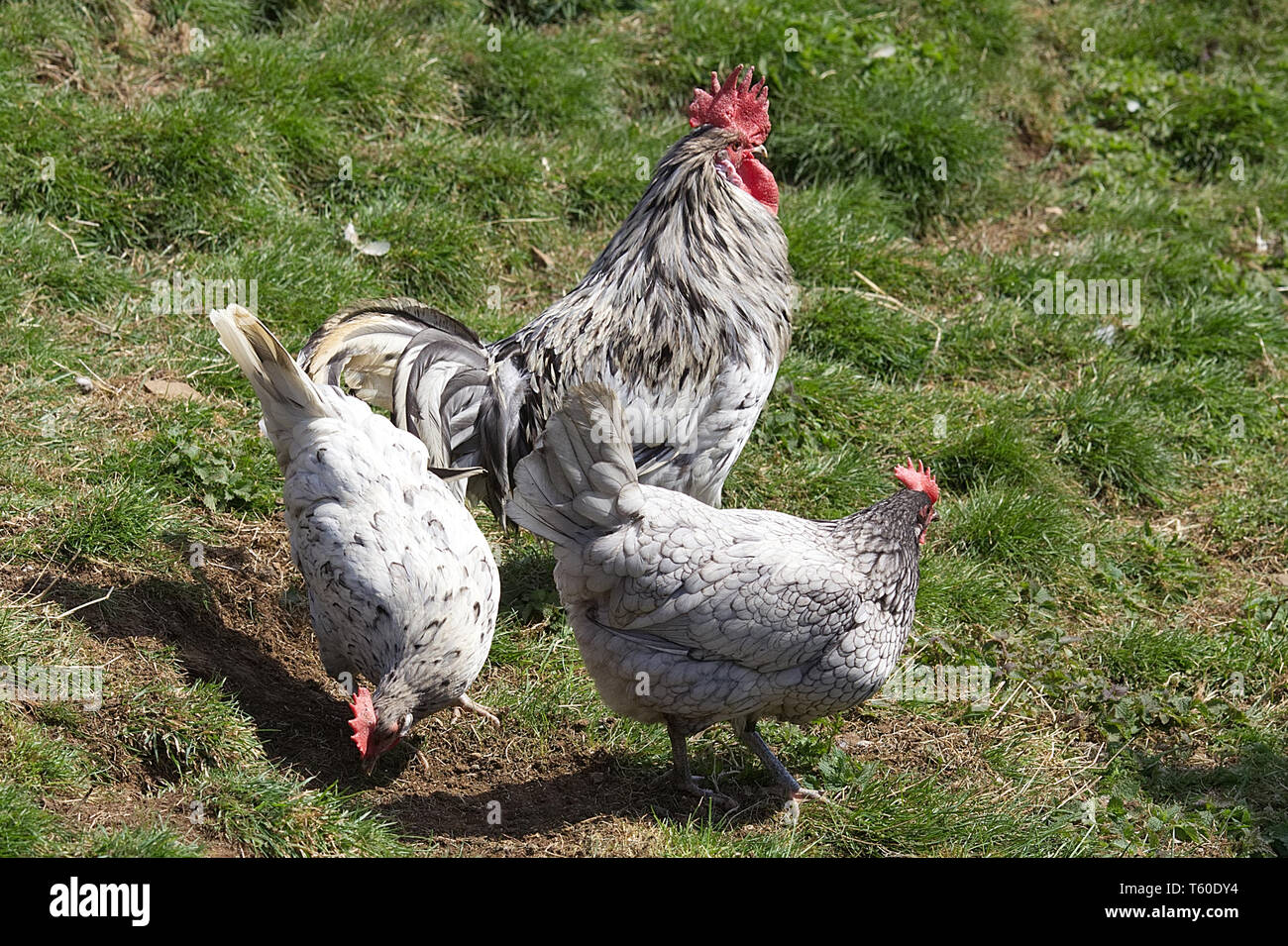 Rare breeds cockerel and hens hi-res stock photography and images - Alamy