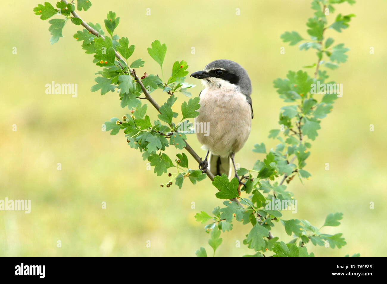 Laniidae wildlife bird predator hi-res stock photography and images - Alamy