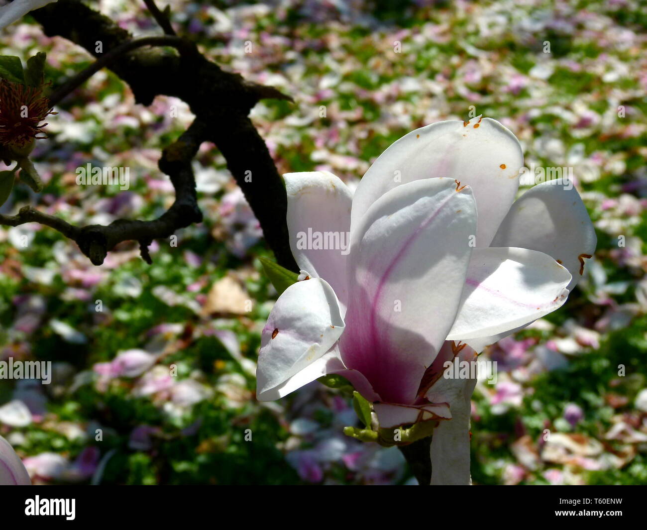 Closeup of a magnolia flower with magnolia petals as a blurred ...