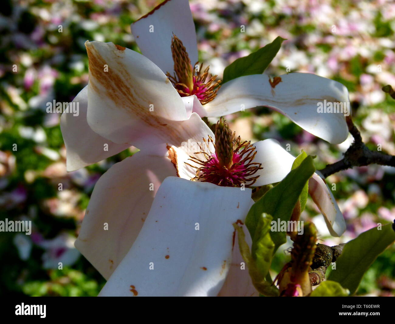 Magnoliales tree hi-res stock photography and images - Alamy