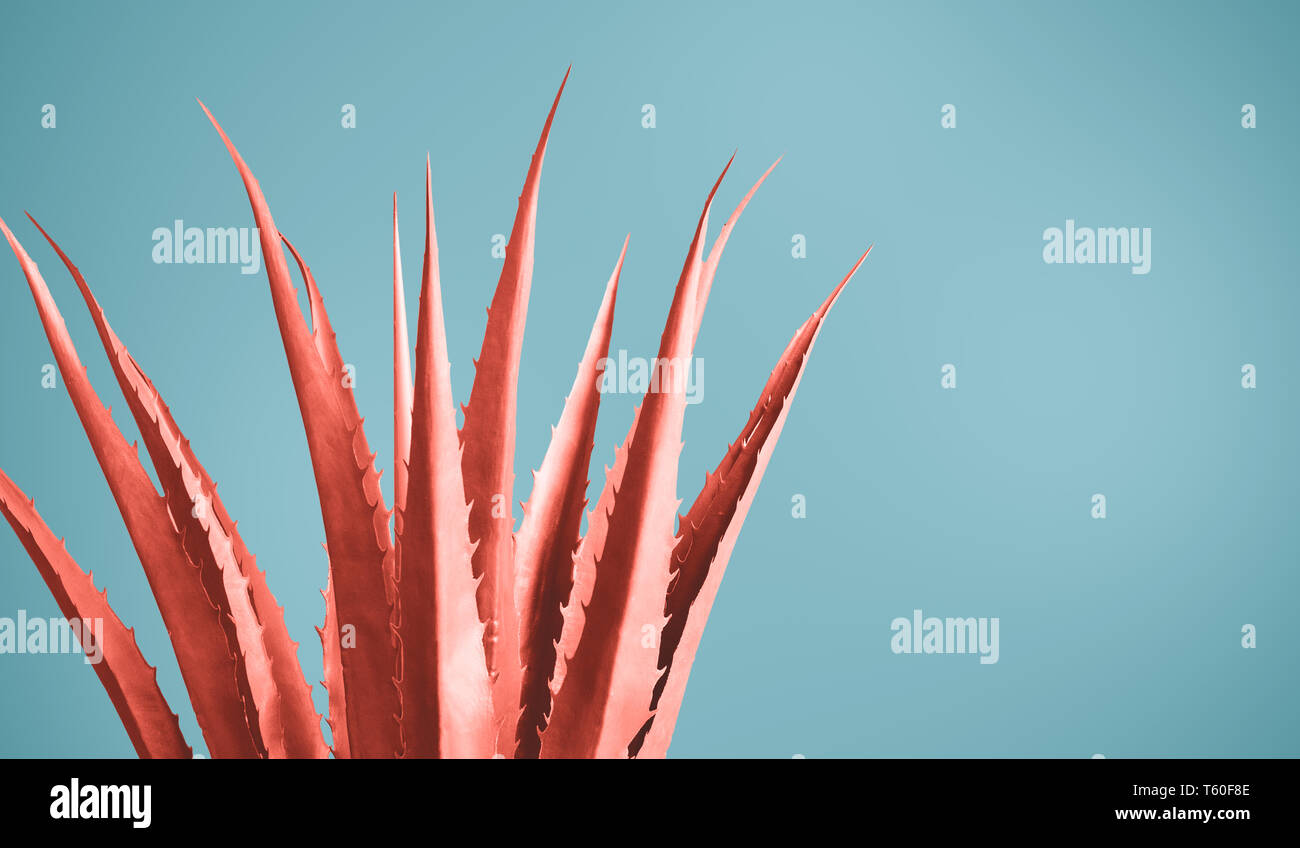 Agave leaves in pink color Stock Photo - Alamy