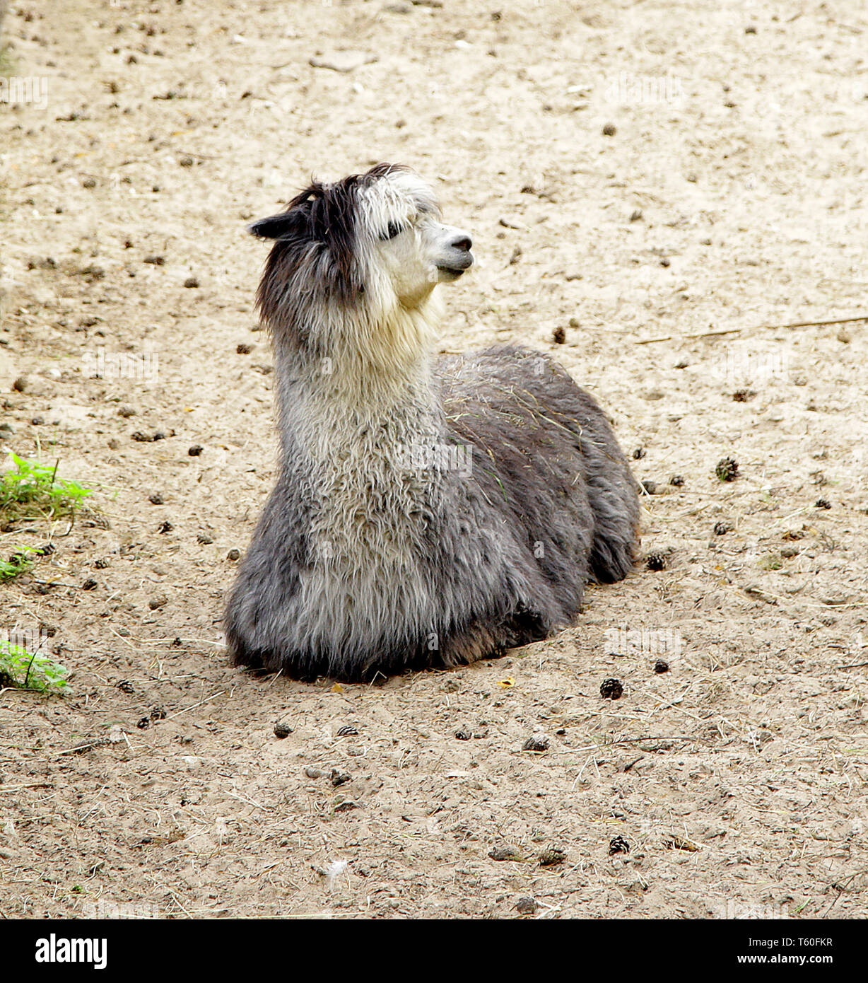 Alpaca Lama pacos wild animal Stock Photo - Alamy