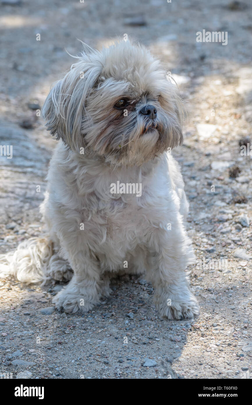Mimi the shih tzu hi-res stock photography and images - Alamy