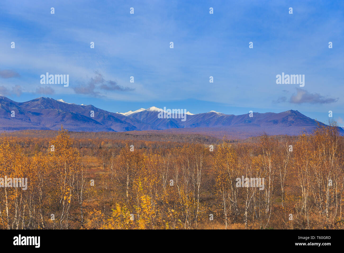 Eastern russia birch forest hi-res stock photography and images - Alamy