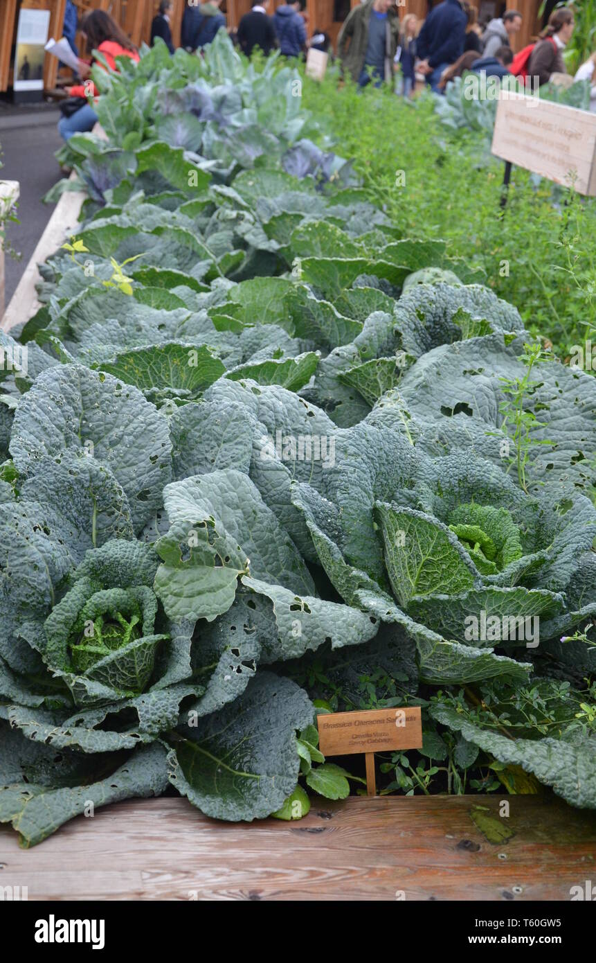 Cabbage dome hi-res stock photography and images - Alamy