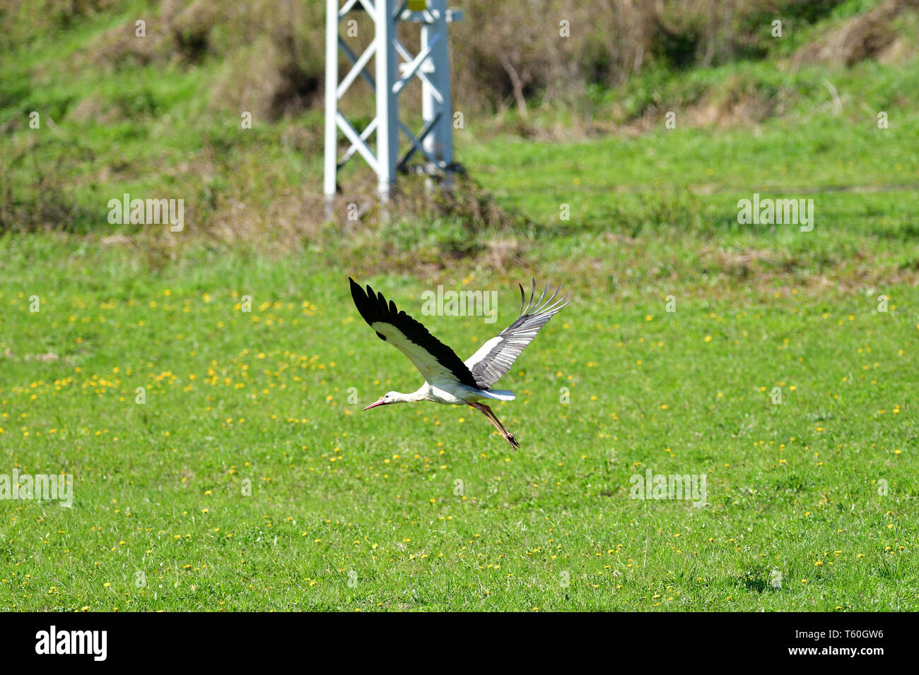 White stork flying over the meadow grass Stock Photo - Alamy