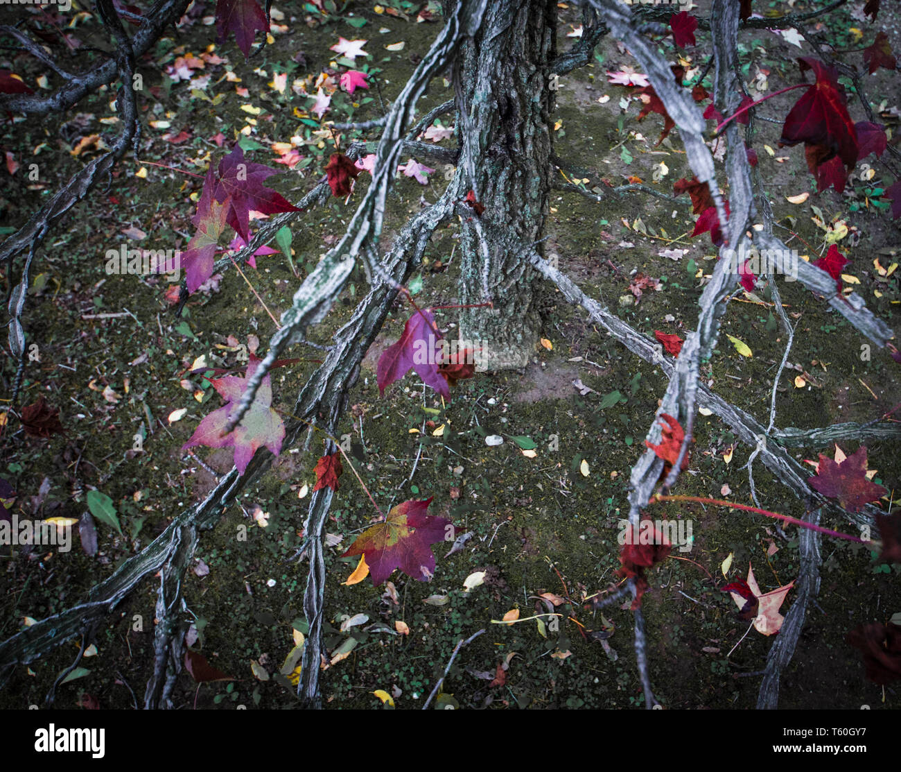 Garden tree from above hi-res stock photography and images - Alamy