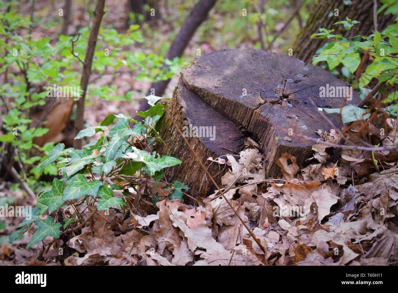 A timber in the woods of Sofia during spring season, Bulgaria Stock ...