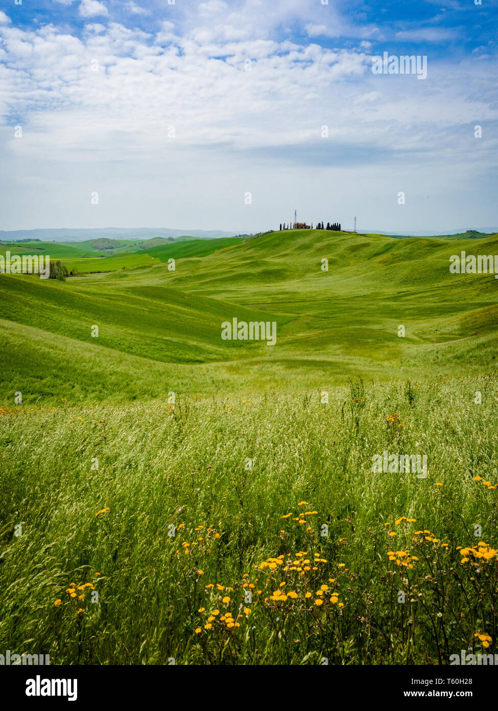 Tuscan landscape in spring. Sinuous green hills with yellow flowers ...