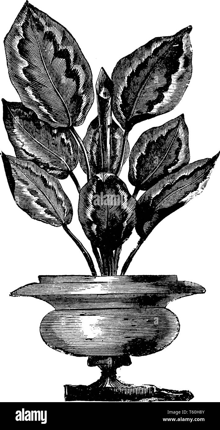 This is an image of Calathea Veitchiana. It has dark green leaves with ...
