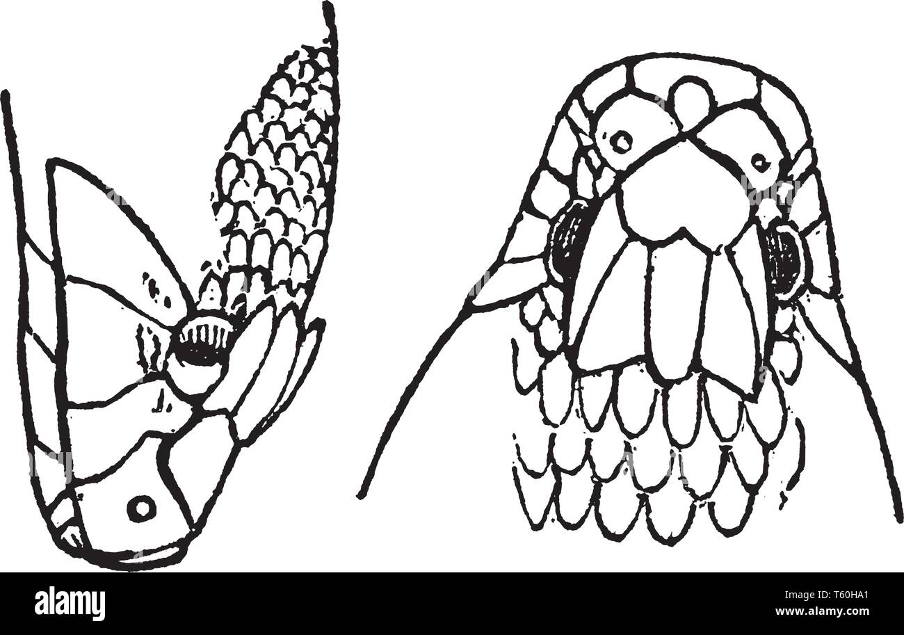 Boa which kill their prey by entwining themselves around it and ...