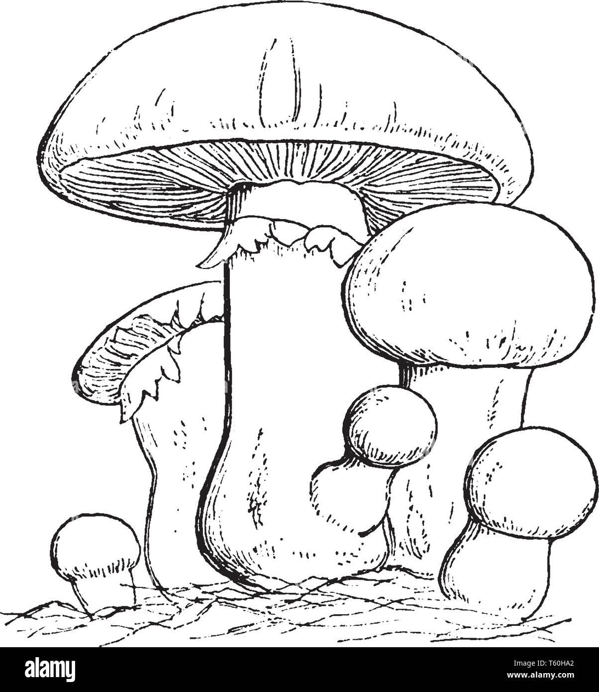 Pileus a Stock Vector Images - Alamy