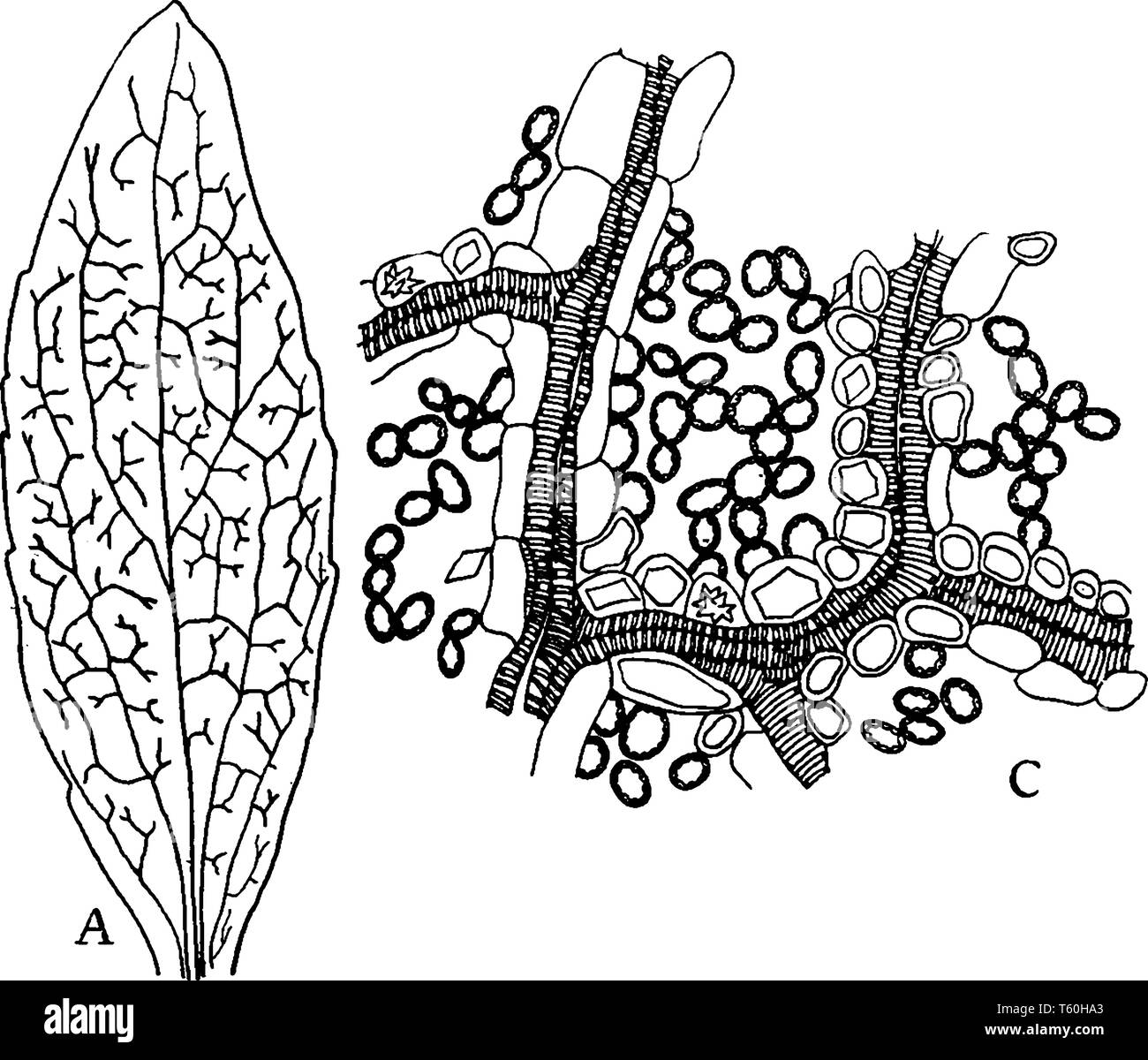 Midline structure hi-res stock photography and images - Alamy