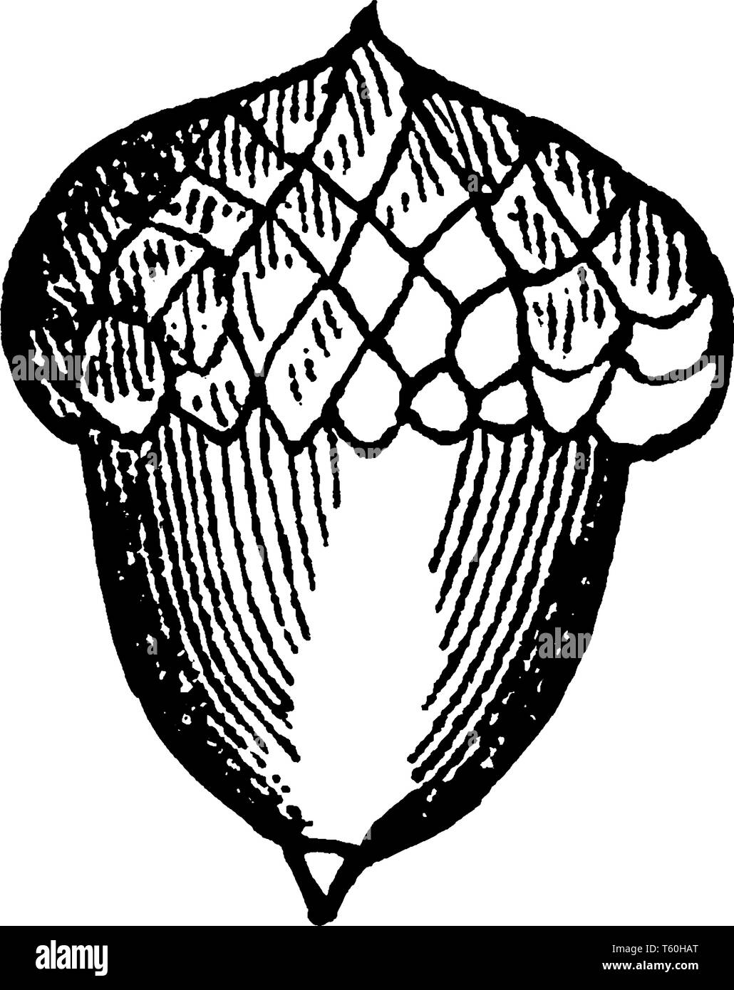 Fruit surrounded Stock Vector Images - Alamy