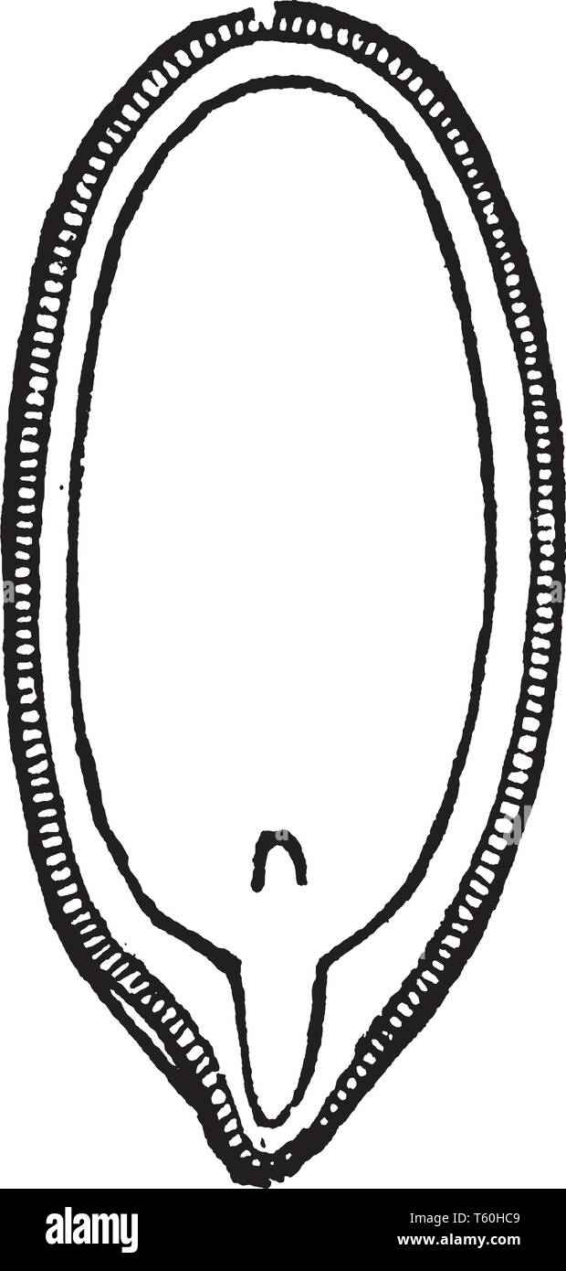 A picture is showing Flax-seed. This is a cut section of flax seed ...