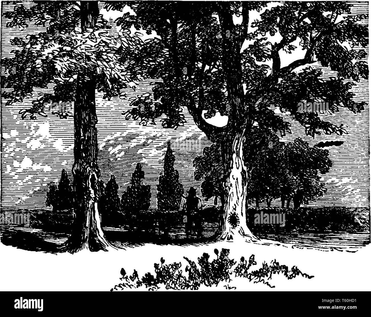 Man standing between two trees Stock Vector Images - Alamy