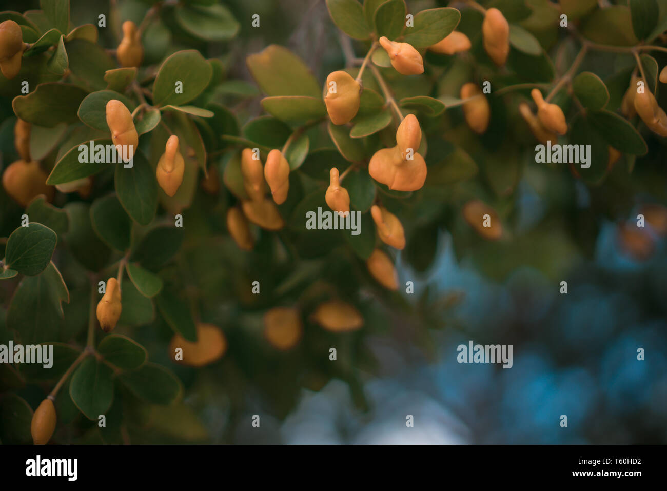 Nature 4k wallpaper hi-res stock photography and images - Alamy